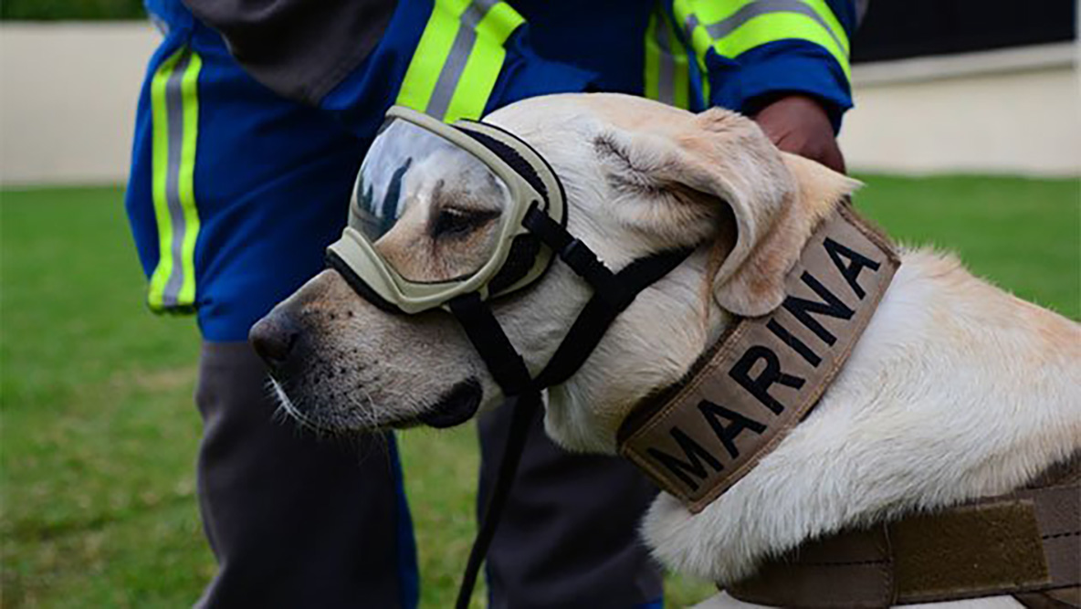 Frida, la perrita rescatista de la Marina tendrá su propia estatua - Zócalo