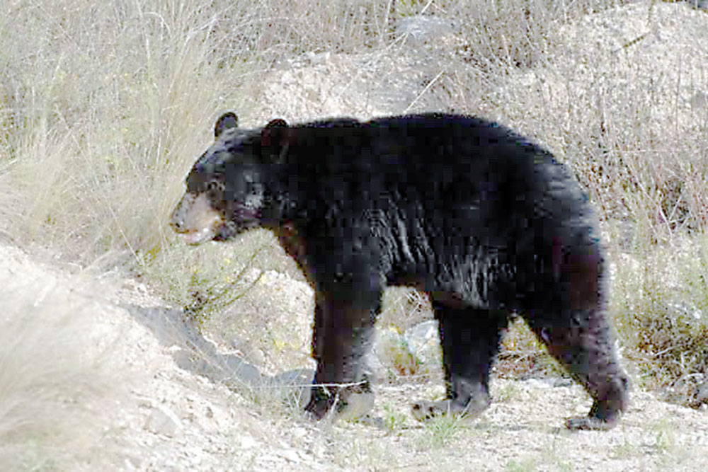 Prevé menos avistamientos de osos - Zócalo