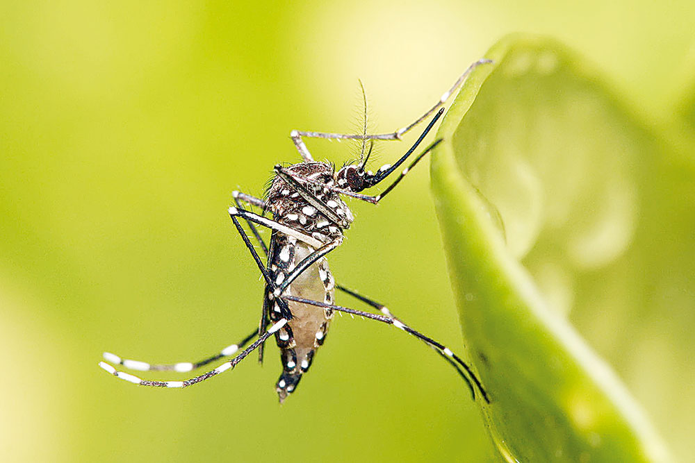 Aumentan las lluvias riesgos de Dengue - Zócalo