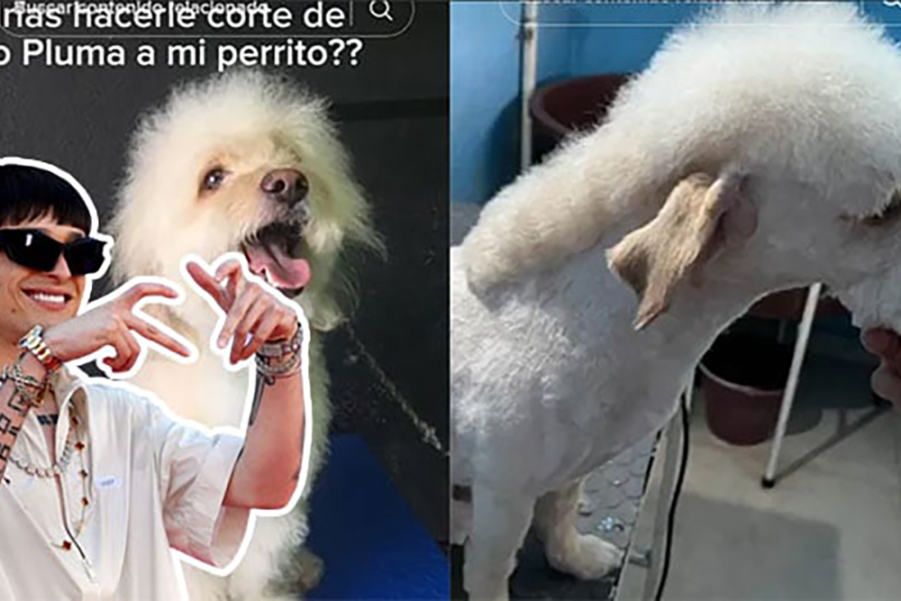 Cliente pide corte de Peso Pluma para su perrito en estética canina ...
