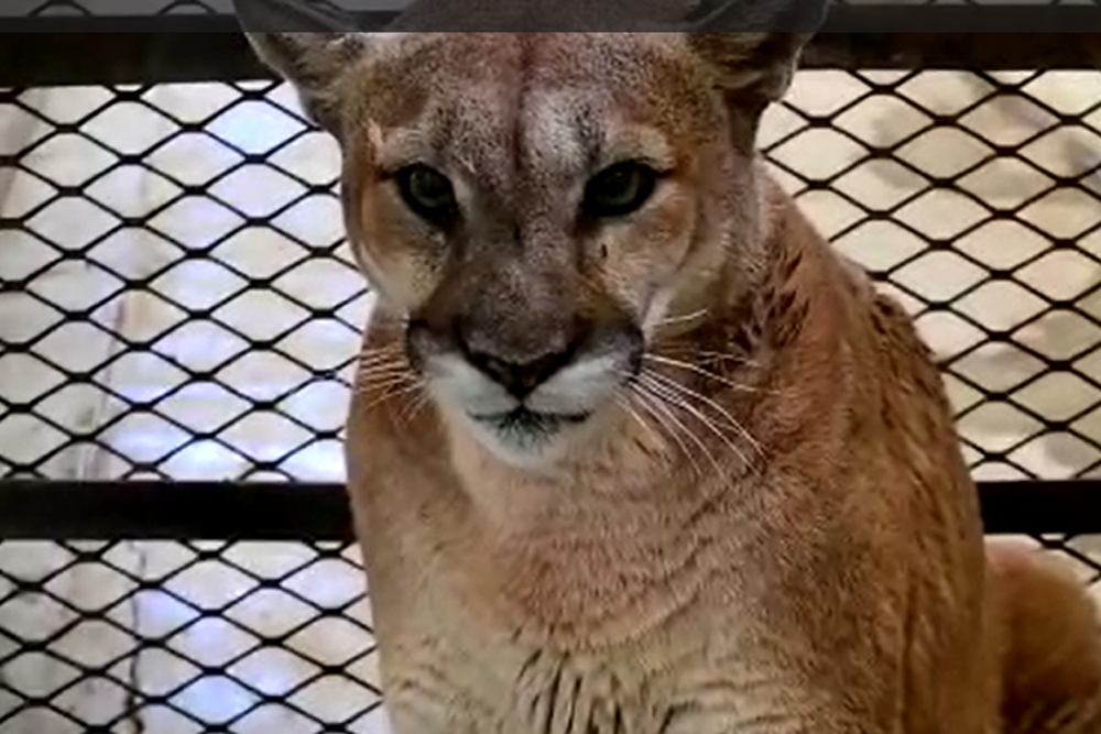 Animales de Ecoparque reciben cuidados ante altas temperaturas - Zócalo