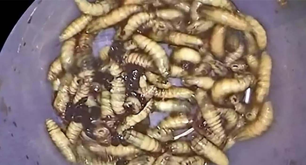 ¡Imágenes sensibles! extraen 150 larvas de la nariz de un hombre por ...