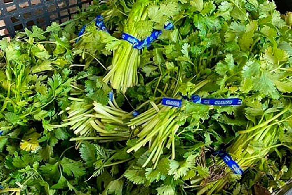 ¡A 700 pesos el manojo! Así el precio del cilantro en la Central de ...