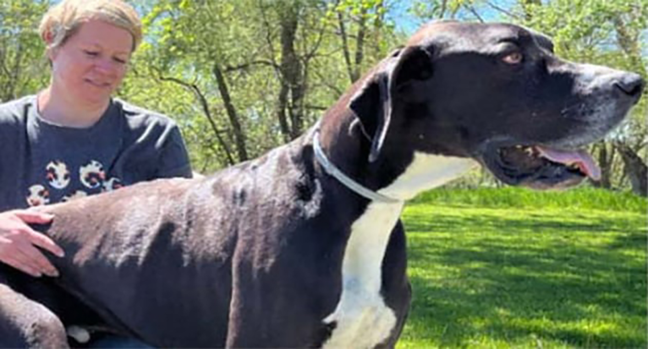 Muere Kevin, el perro más alto del mundo a pocos días de recibir récord ...