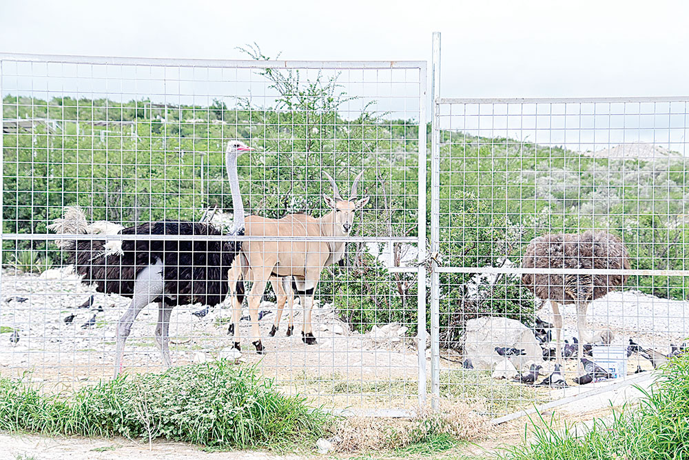 Vigilan salud de especies del Ecoparque - Zócalo