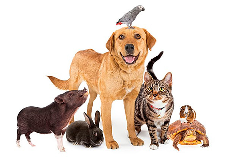 Día de los Animales: ¿por qué se celebra hoy? - Zócalo