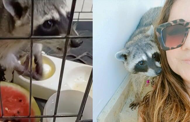 Anastasia, la mapachita desaparecida de Tampico que regresó a su hogar ...