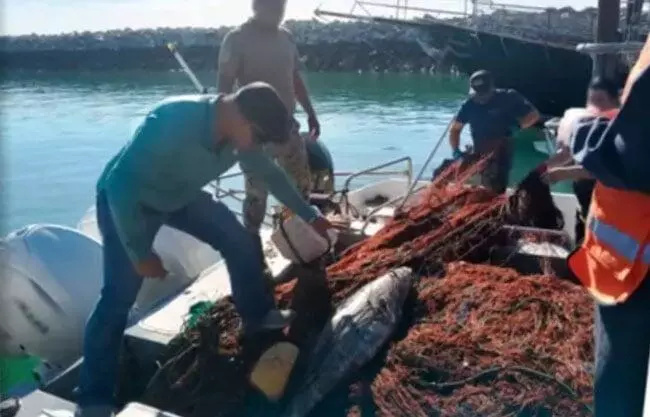 Liberan 17 totoabas y dos tortugas en el Alto Golfo de California - Zócalo
