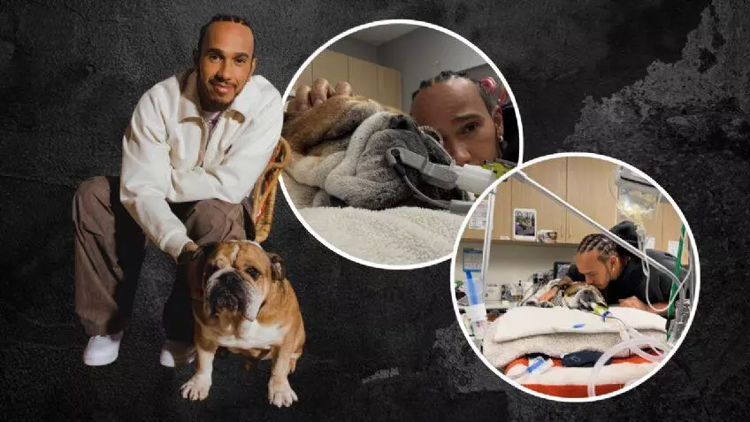 Lewis Hamilton publica emotivas fotos de su perrito en coma y al borde ...