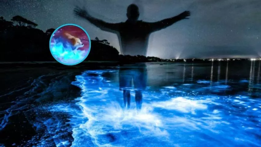 Perrito se mete al mar y sale del agua “teñido” de color azul ...