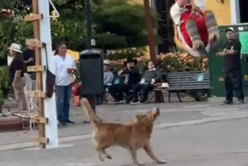 Sorprende perrito en ceremonia de los Voladores de Papantla y se roba ...